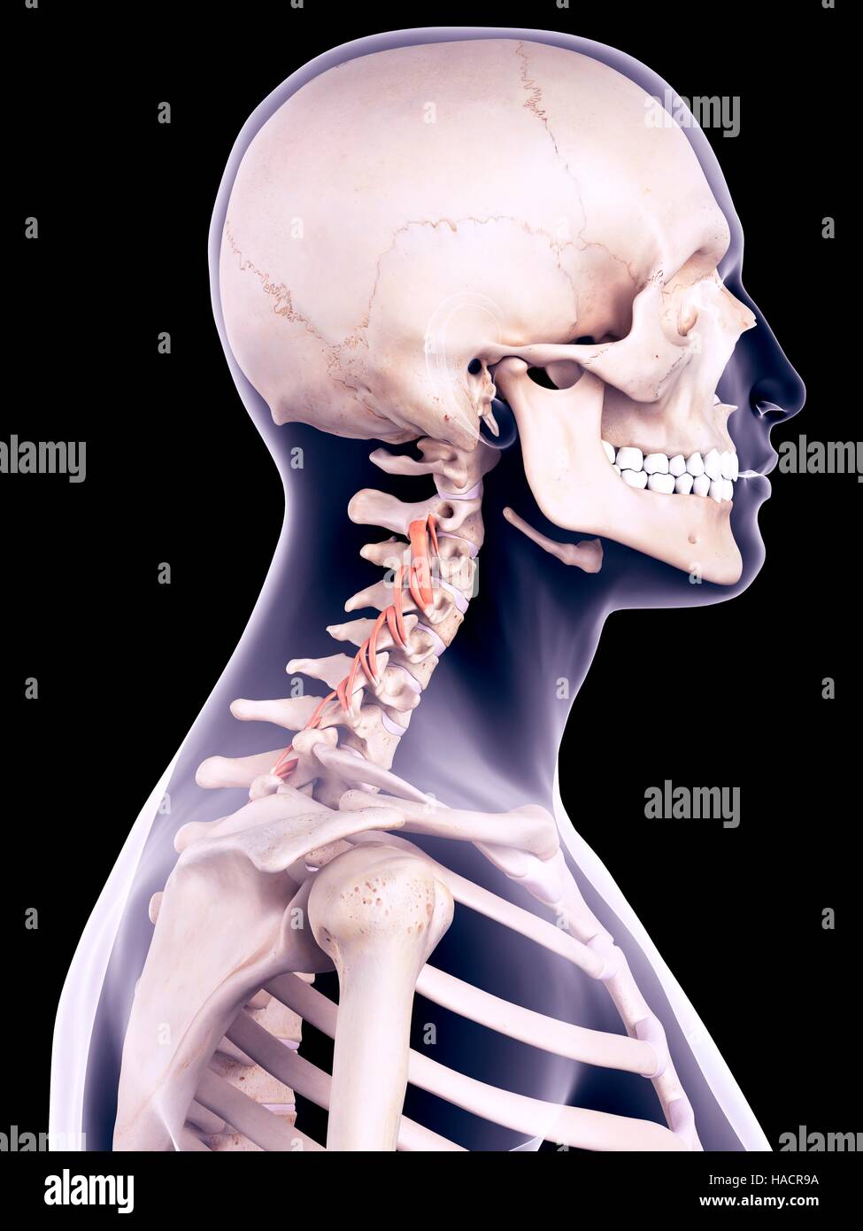 Illustration of the rotatores muscles Stock Photo - Alamy