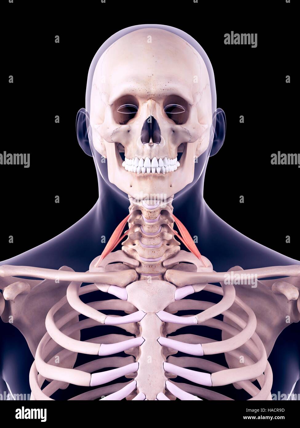 Illustration of the scalene anterior muscles Stock Photo - Alamy