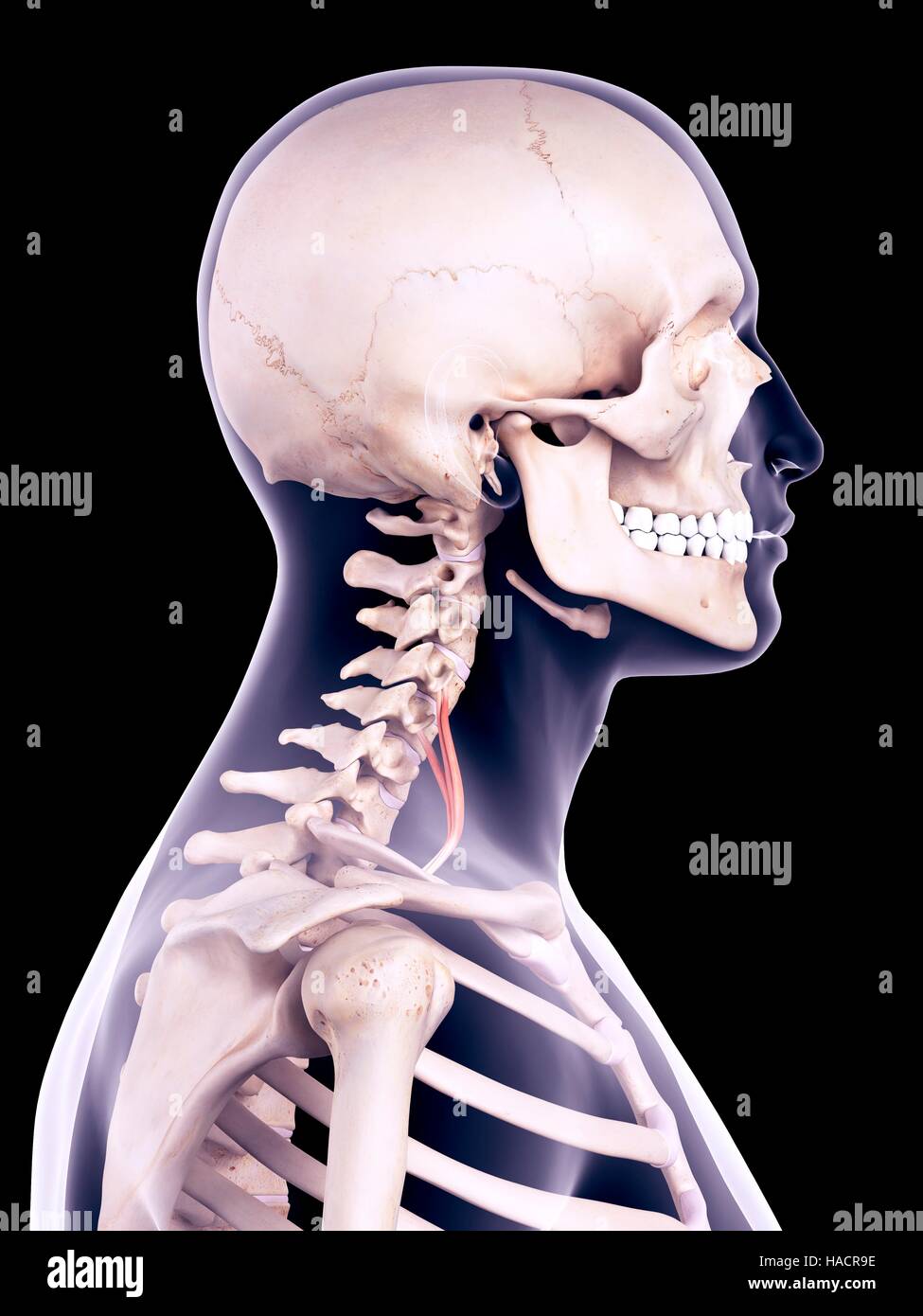Scalene muscle hi-res stock photography and images - Alamy