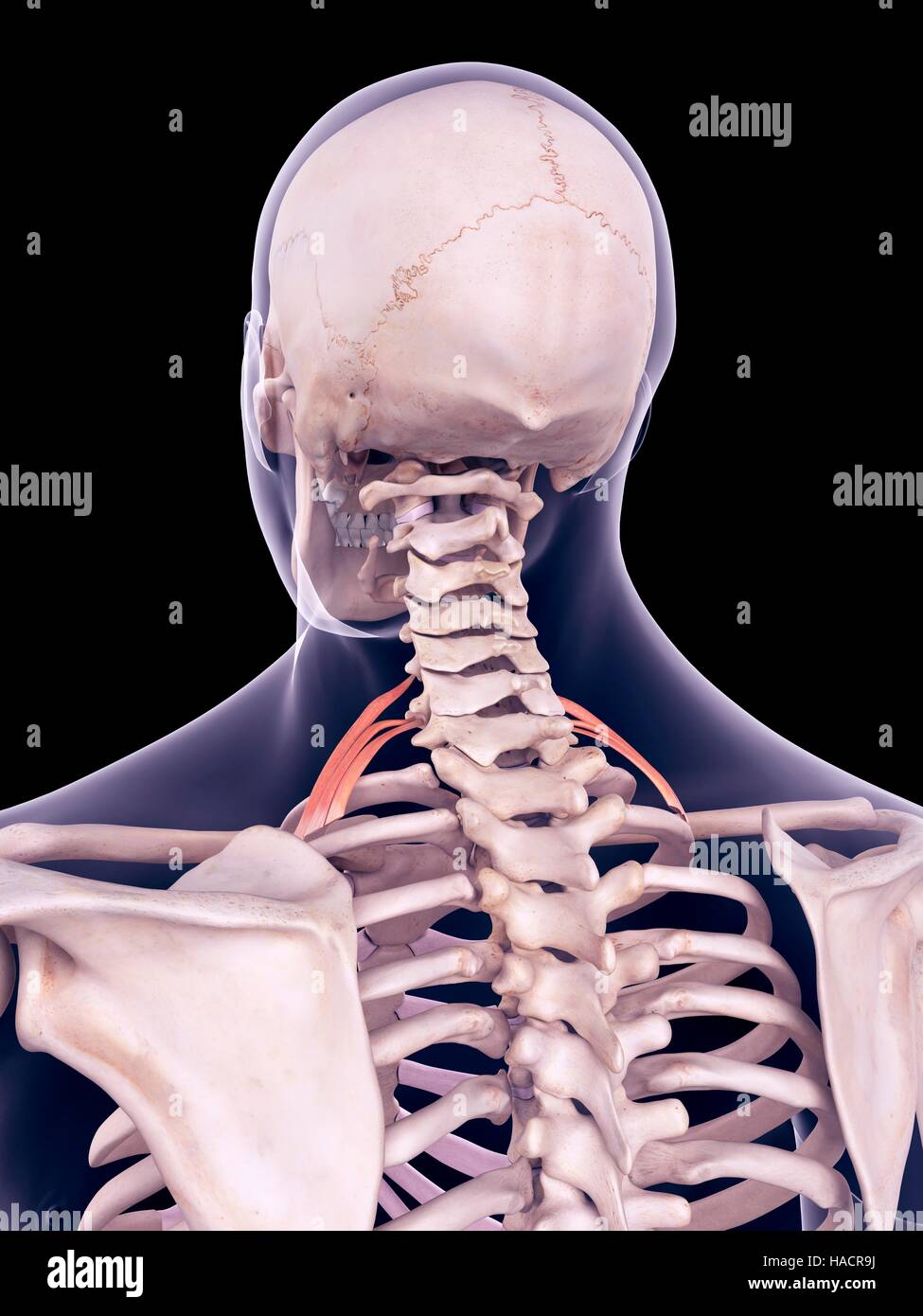 Posterior scalene muscle hi-res stock photography and images - Alamy