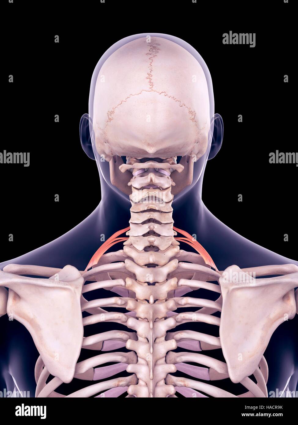Illustration of the scalene posterior muscles Stock Photo - Alamy