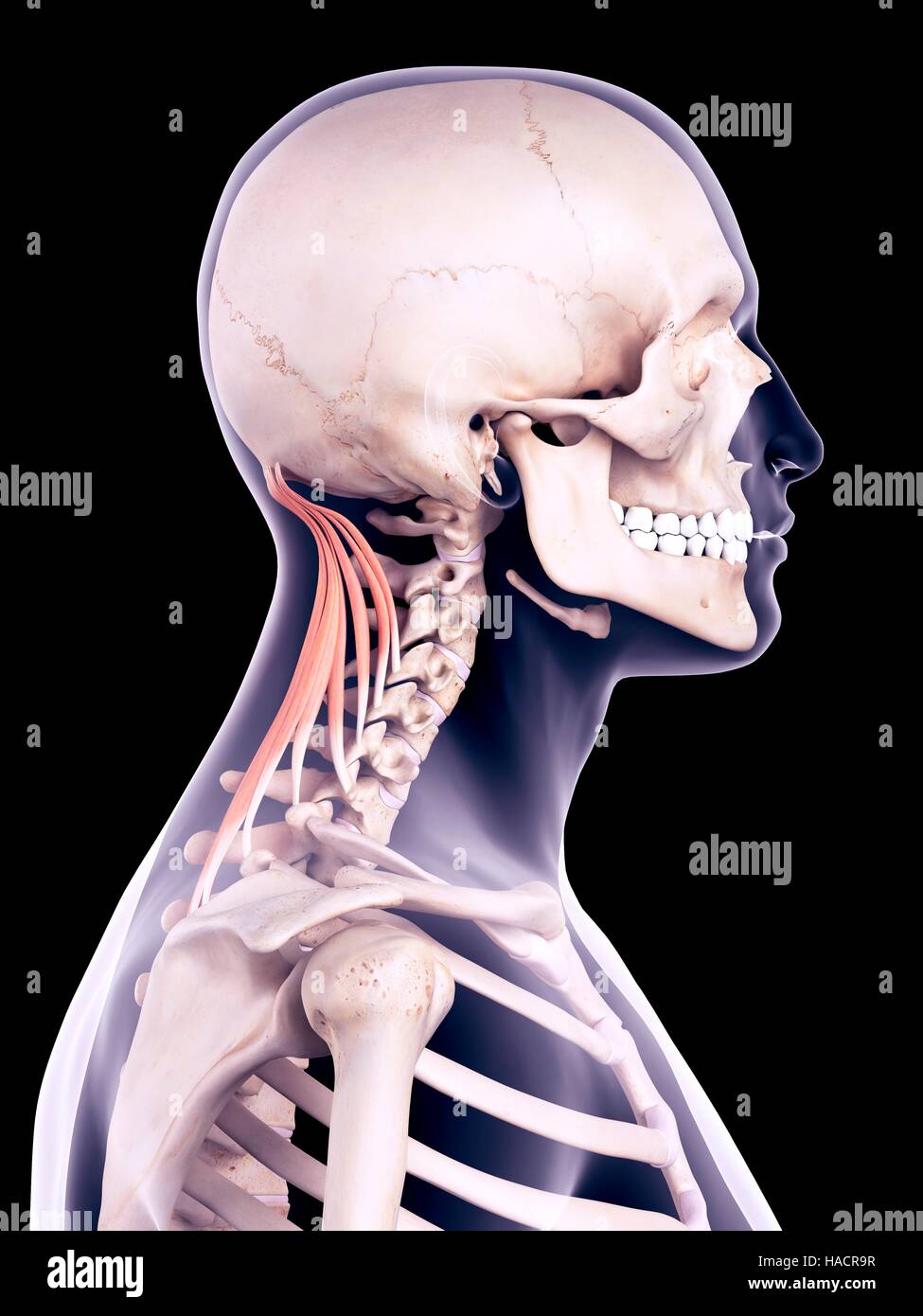 Semispinalis capitis hi-res stock photography and images - Alamy