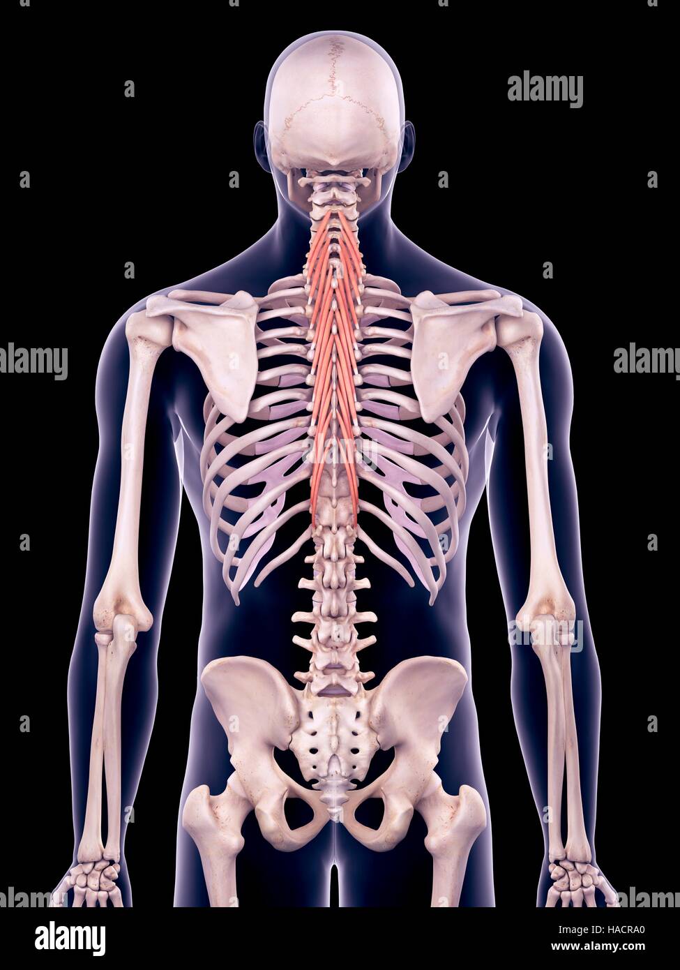 Semispinalis hi-res stock photography and images - Alamy