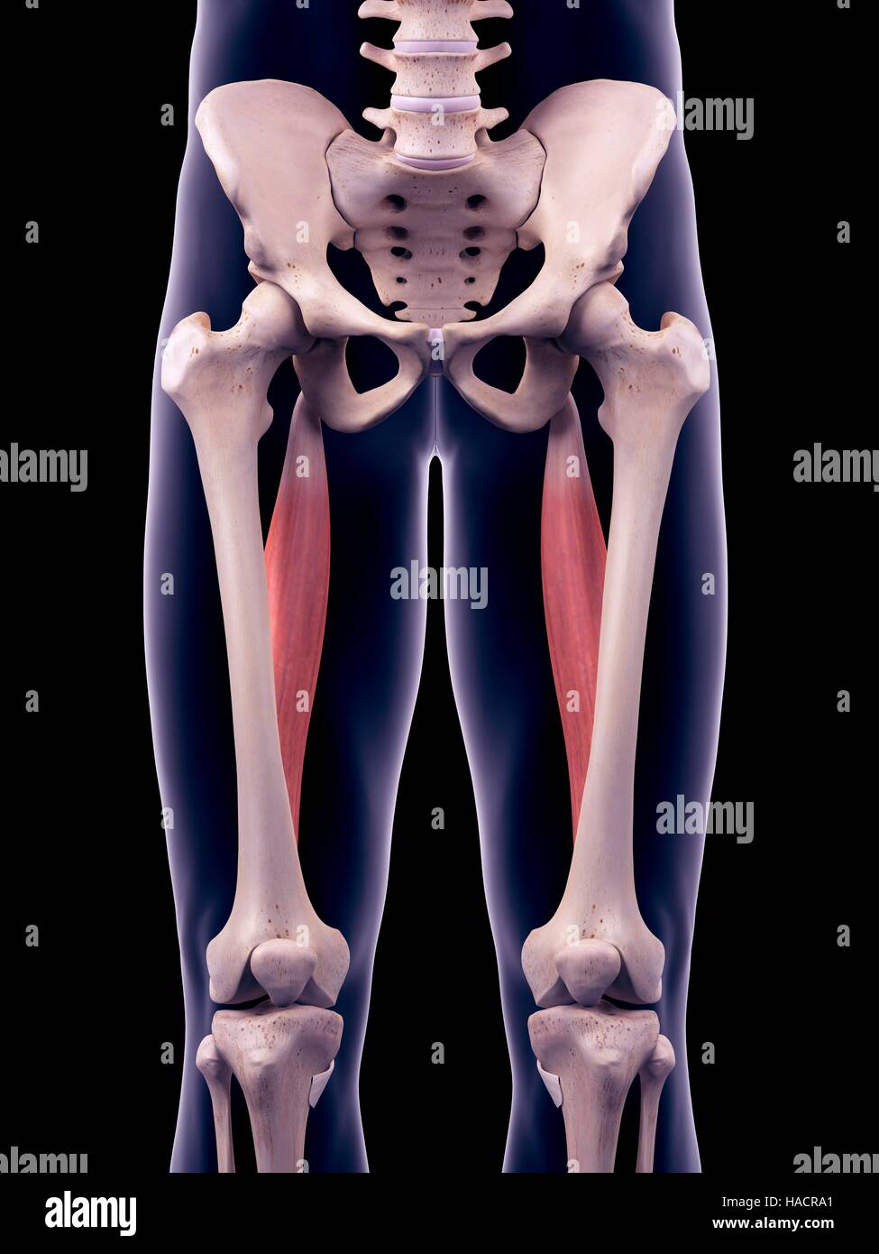 Semitendinosus hi-res stock photography and images - Alamy