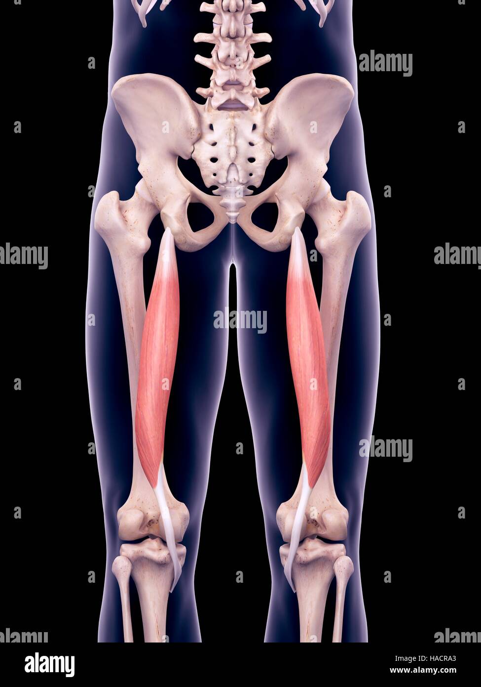 Semitendinosus hi-res stock photography and images - Alamy