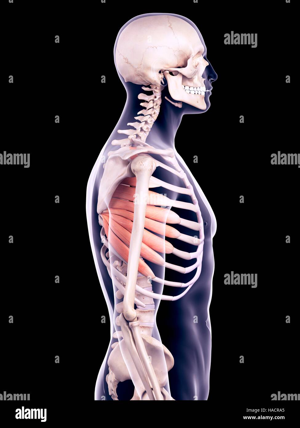 Serratus Anterior Muscle High Resolution Stock Photography and Images ...