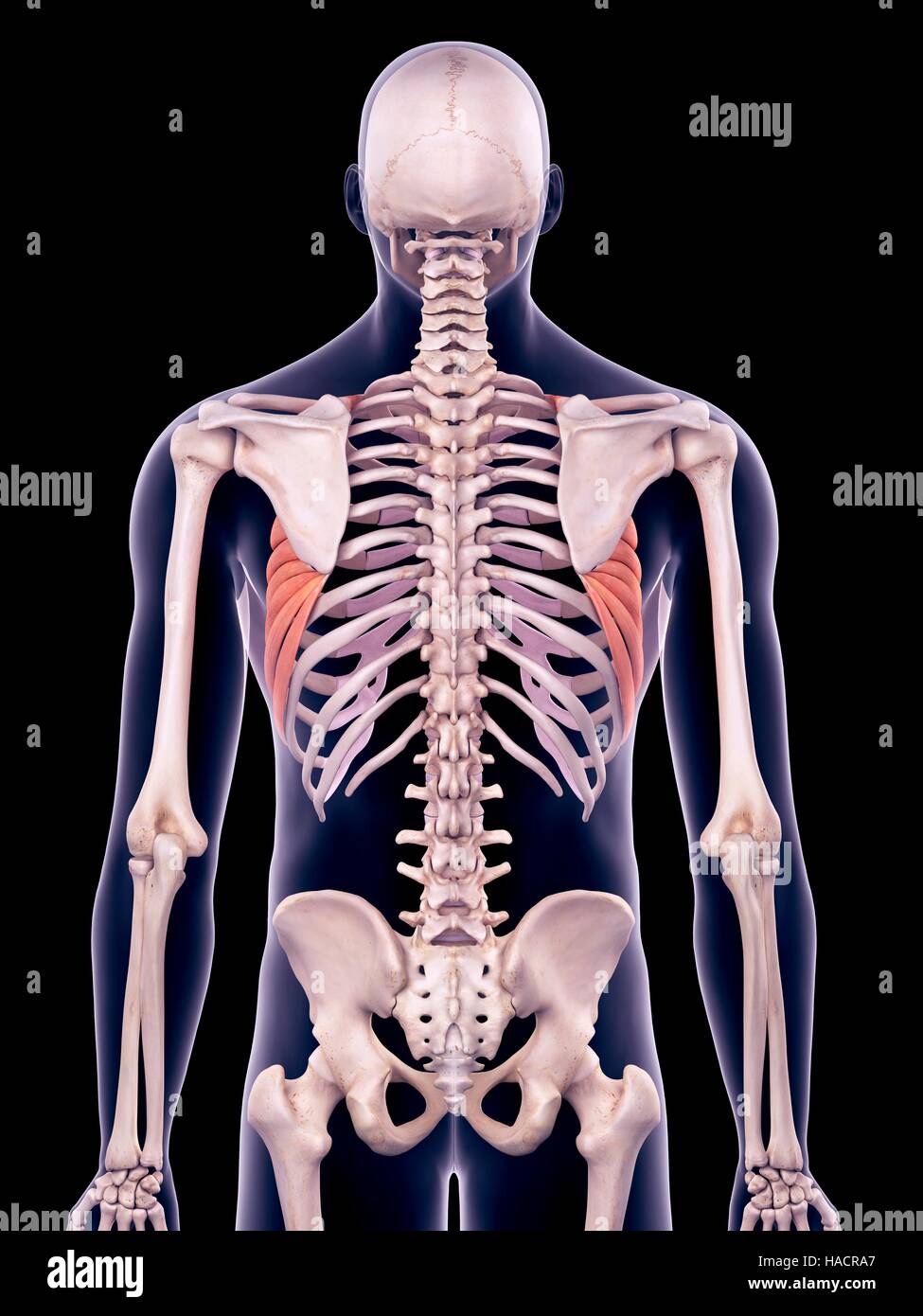Illustration of the serratus anterior muscles Stock Photo - Alamy