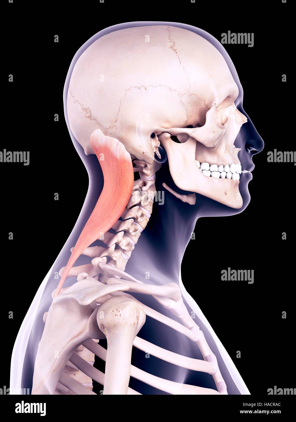 Illustration of the splenius capitis muscle Stock Photo - Alamy