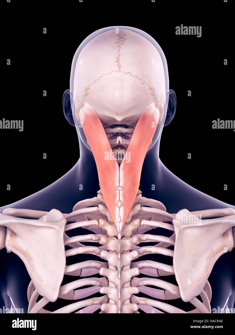Splenius Capitis Muscle