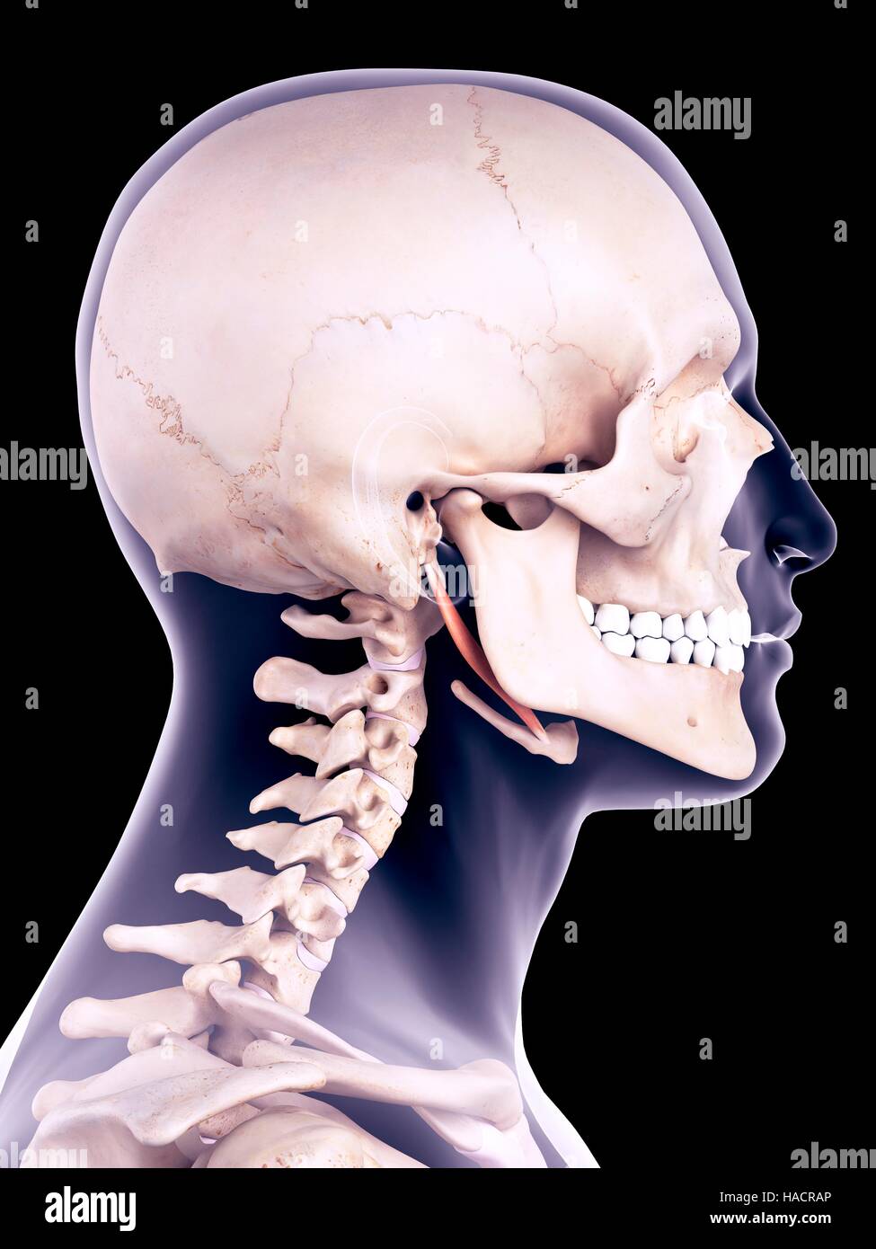 Stylohyoid