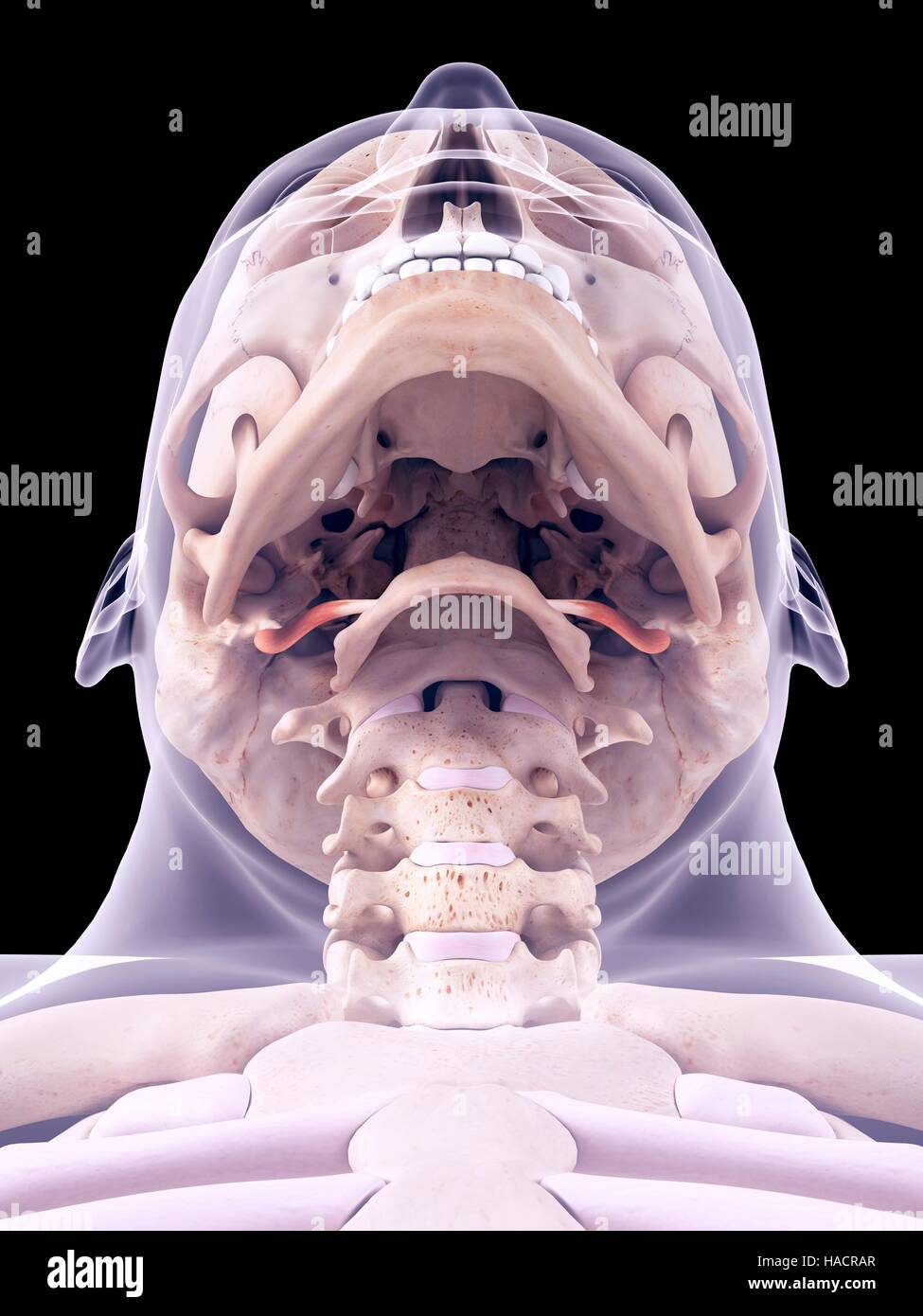 Stylohyoid muscle hi-res stock photography and images - Alamy