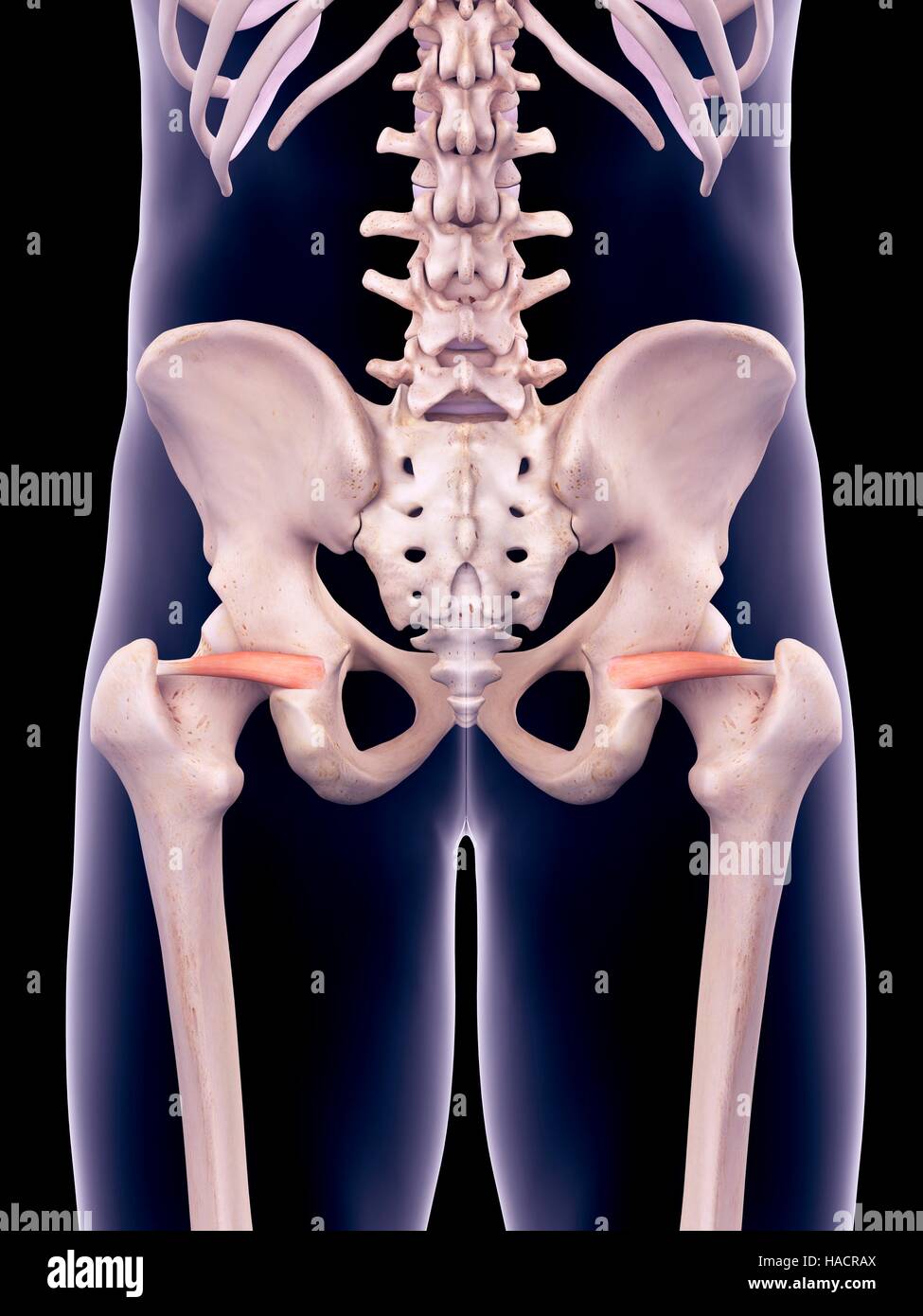 Gemellus superior hi-res stock photography and images - Alamy