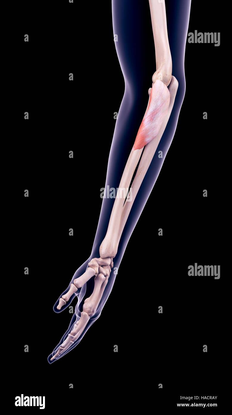 Supinator muscle hi-res stock photography and images - Alamy