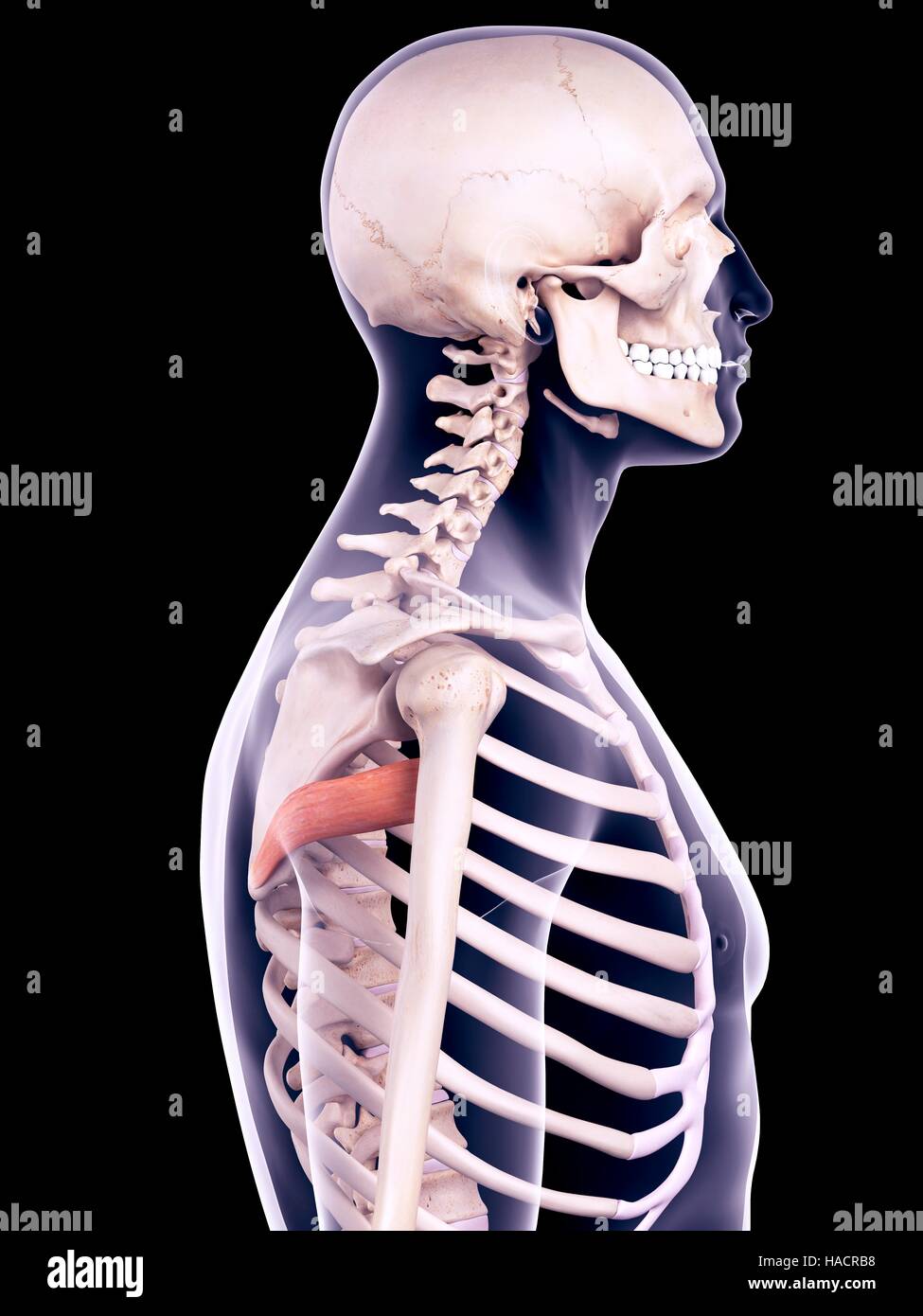 Teres Major Muscle High Resolution Stock Photography and Images - Alamy