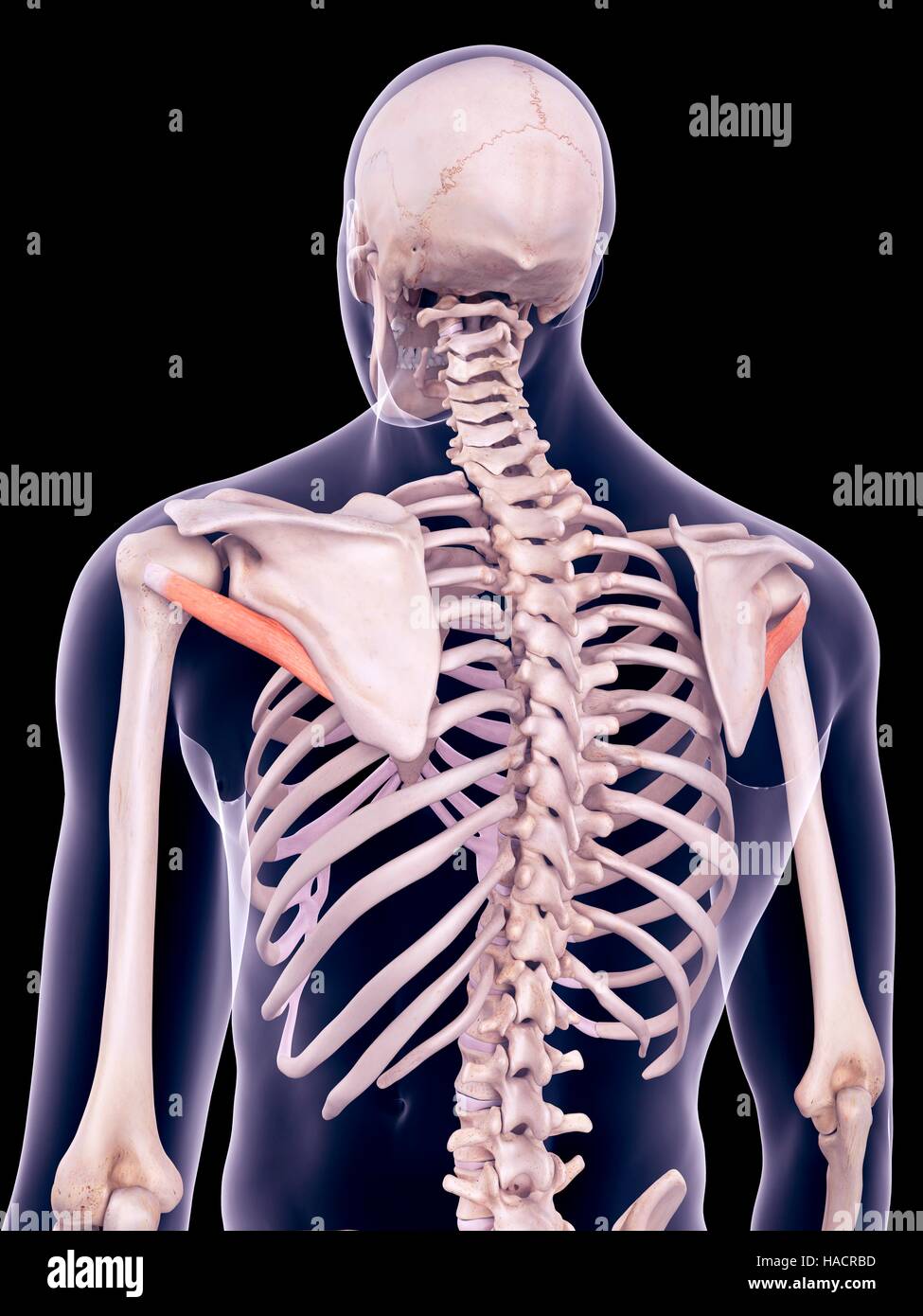 Illustration of the teres minor muscles Stock Photo - Alamy