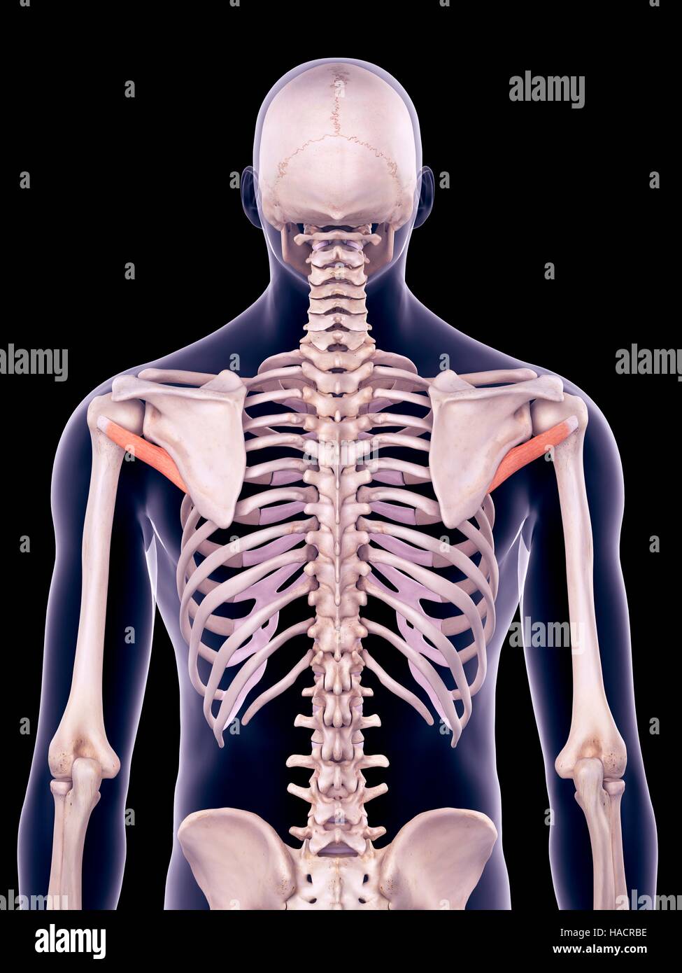 Illustration of the teres minor muscles Stock Photo - Alamy