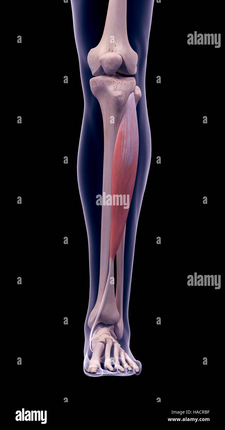 Tibialis anterior muscle hi-res stock photography and images - Alamy