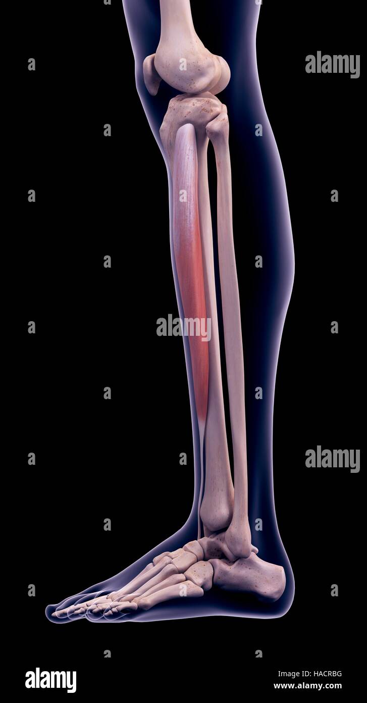 Tibialis anterior muscle hi-res stock photography and images - Alamy
