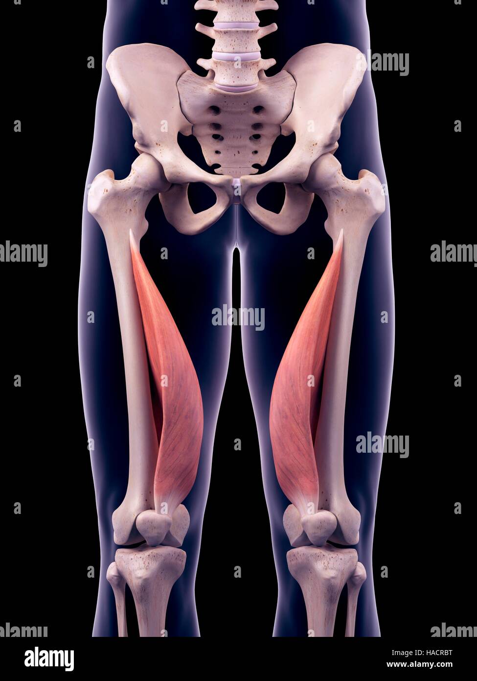 Illustration of the vastus medialis muscles Stock Photo - Alamy