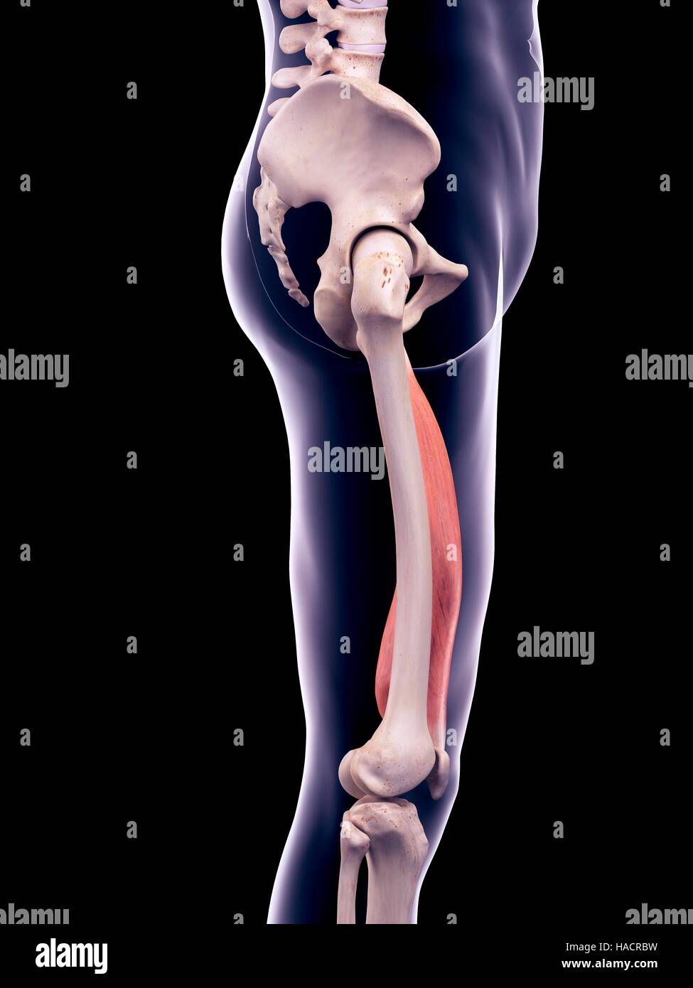 Vastus medialis muscle hi-res stock photography and images - Alamy