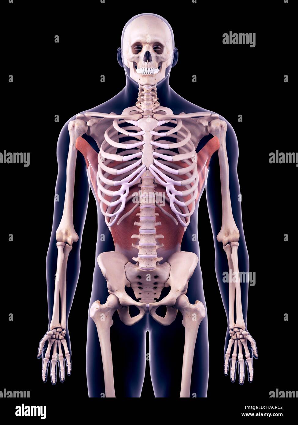 Illustration of the latissimus dorsi muscles Stock Photo - Alamy
