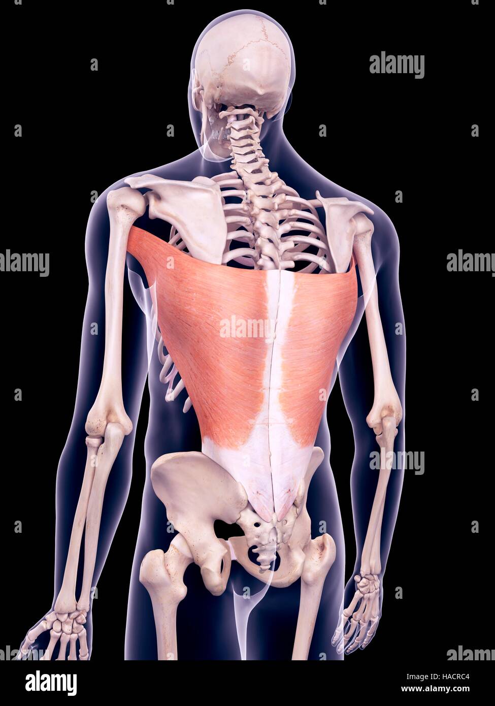 Illustration of the latissimus dorsi muscles Stock Photo - Alamy