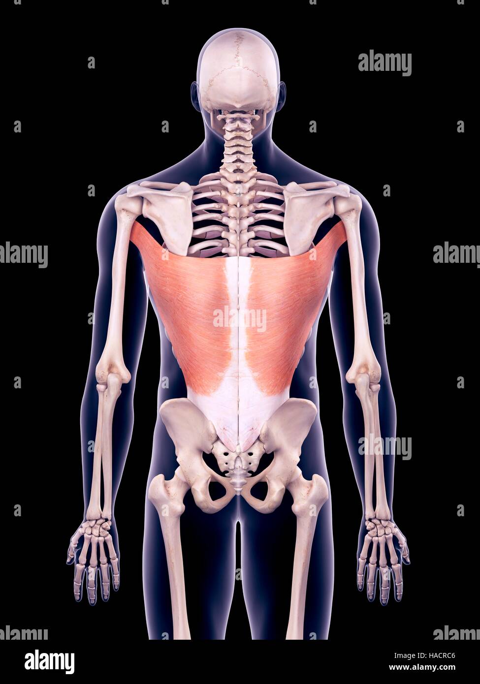 Latissimus dorsi anatomy muscles hi-res stock photography and images ...