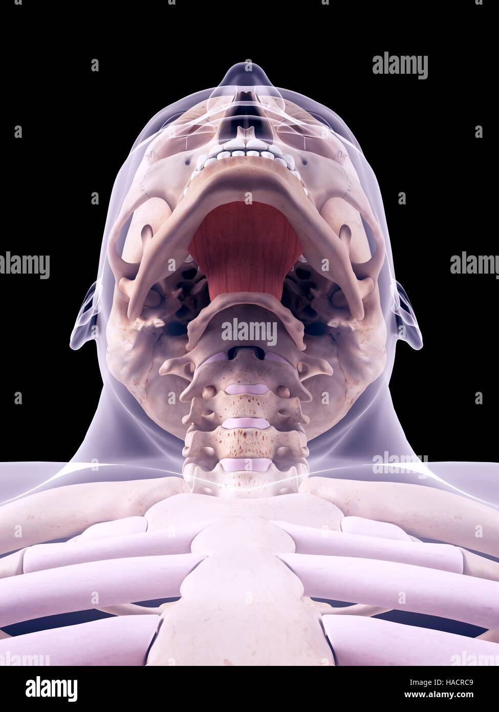 Mylohyoid hi-res stock photography and images - Alamy