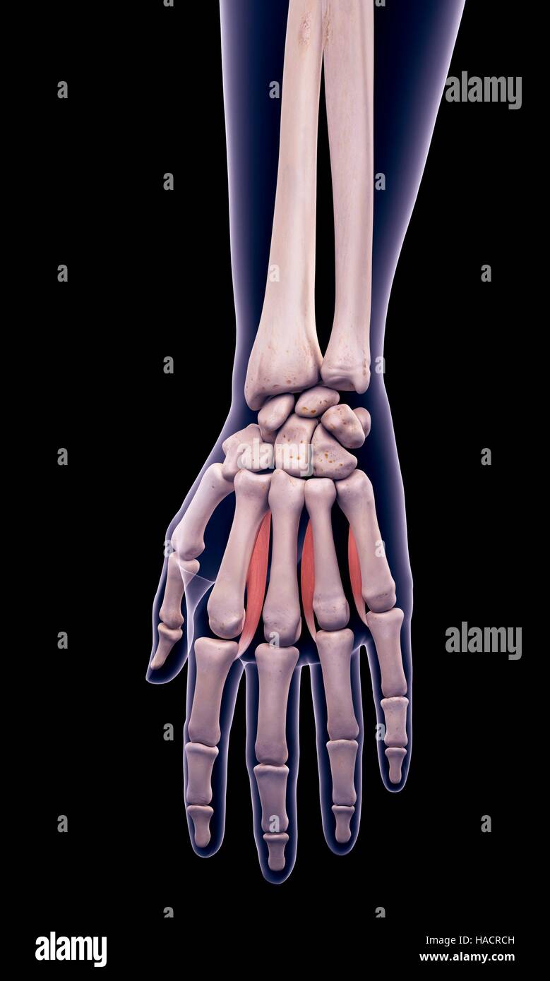Interosseous hi-res stock photography and images - Alamy