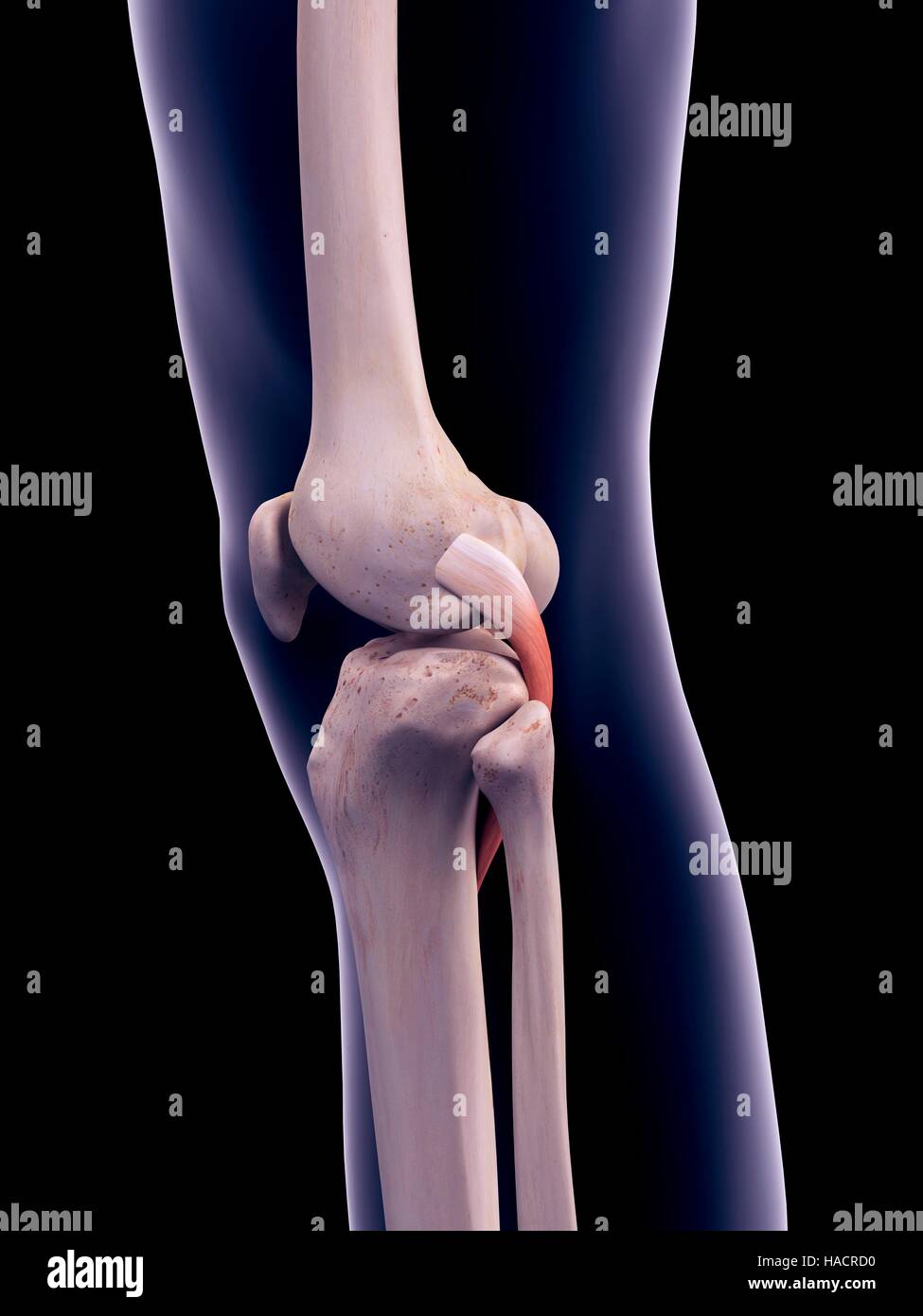 Illustration of the popliteus muscle Stock Photo - Alamy