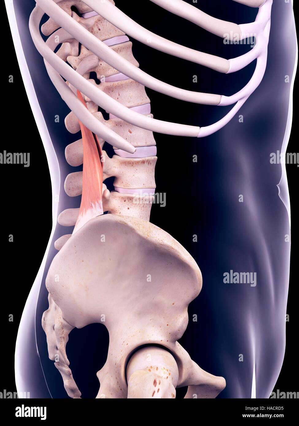 Illustration of the quadratus lumborum muscle Stock Photo - Alamy