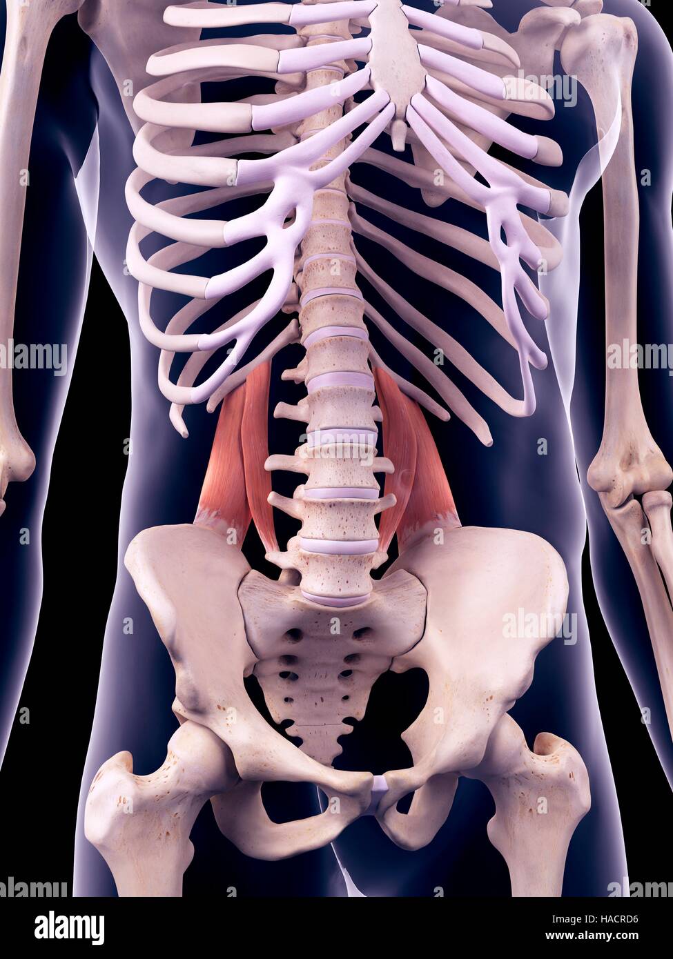 Illustration of the quadratus lumborum muscles Stock Photo - Alamy