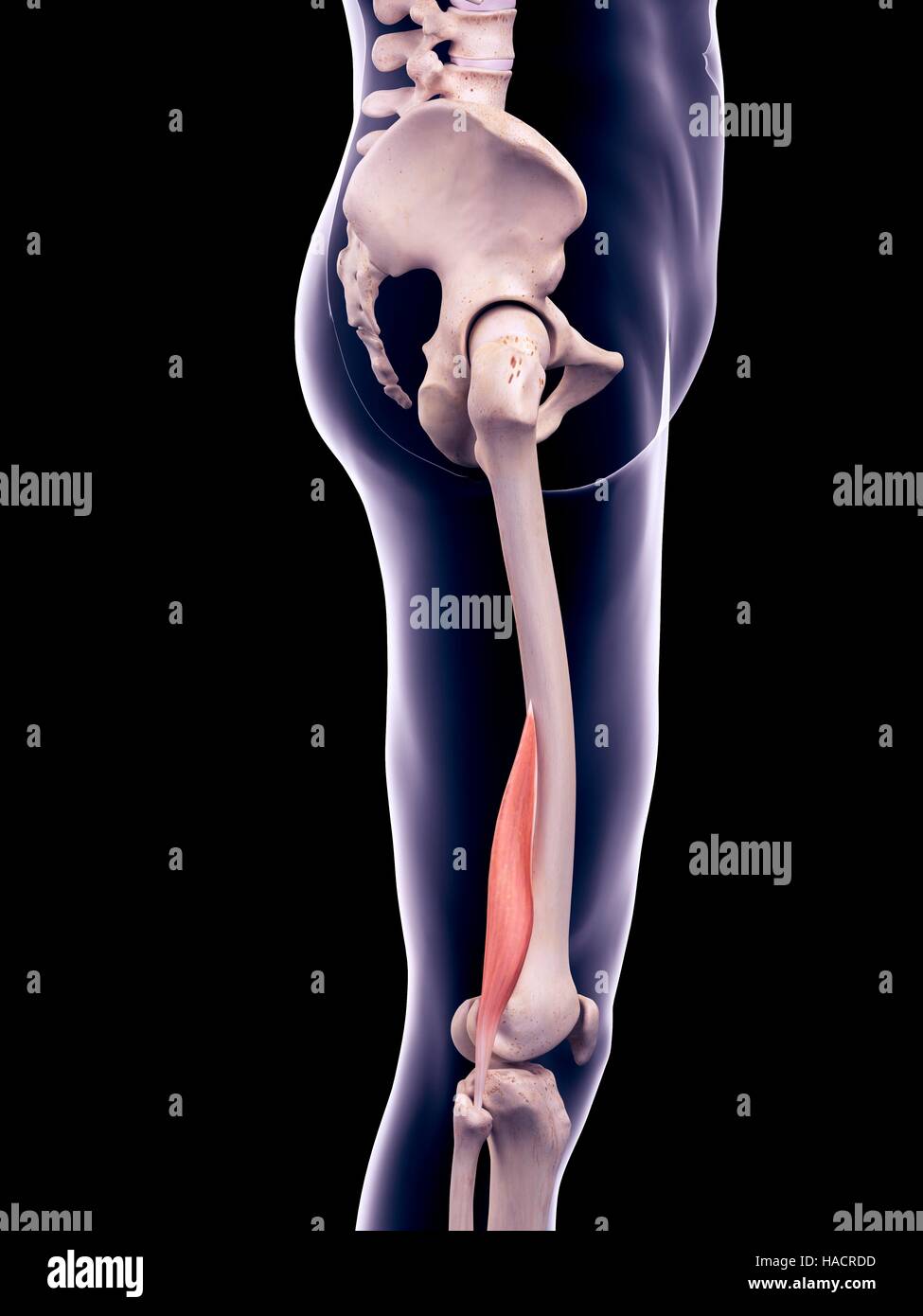 Illustration of the biceps femoris short muscle Stock Photo - Alamy
