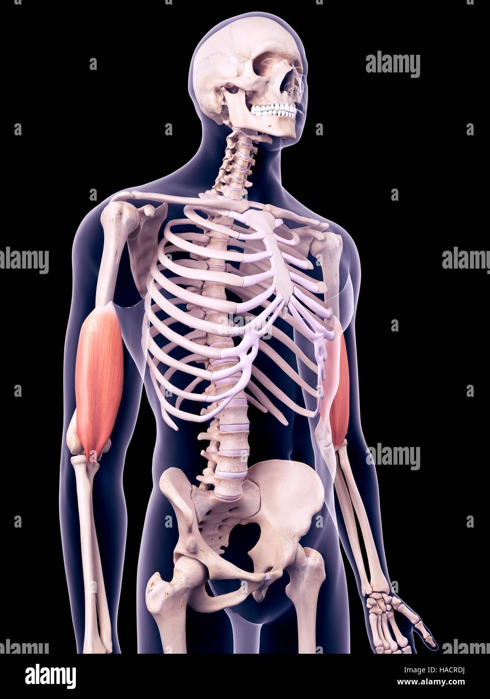 Brachialis hi-res stock photography and images - Alamy