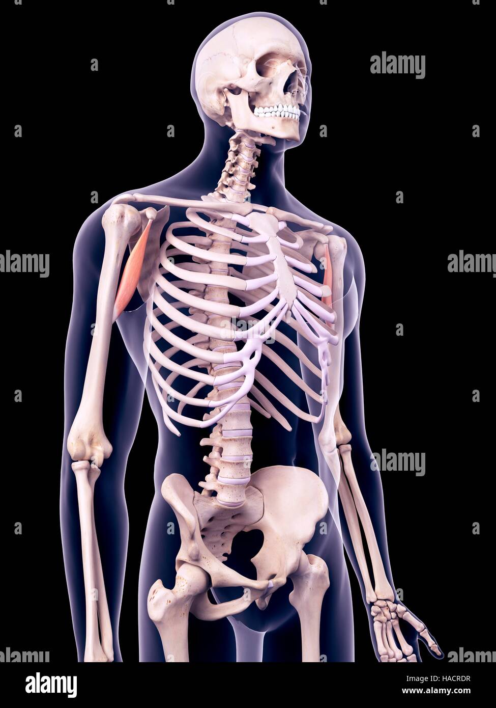 Illustration of the coracobrachialis muscles Stock Photo - Alamy