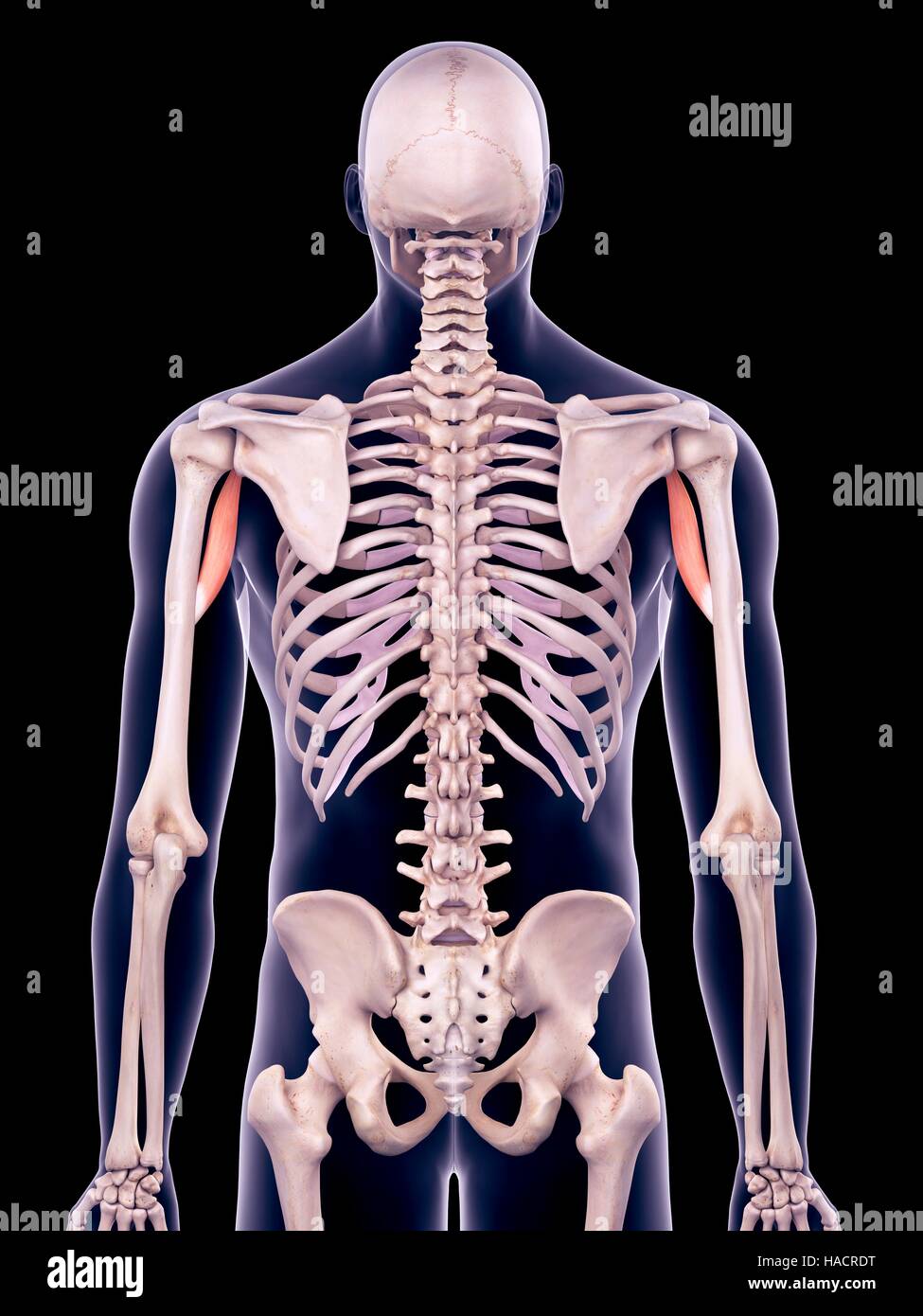 Coracobrachialis hi-res stock photography and images - Alamy