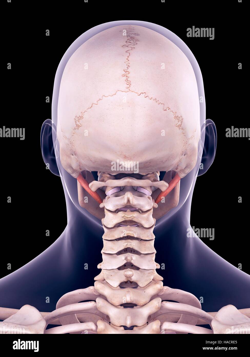 Illustration of the digastric muscles Stock Photo - Alamy