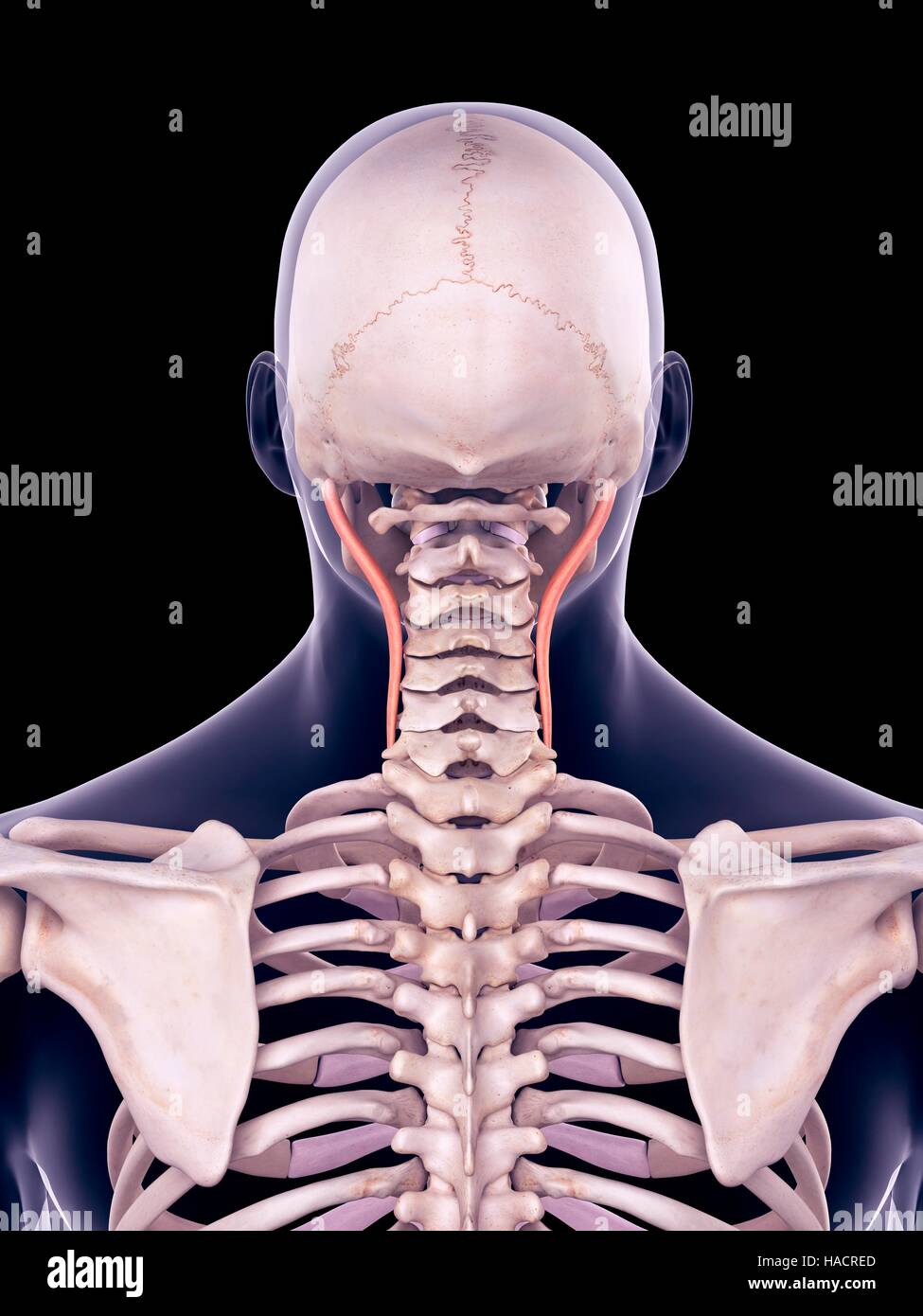 Illustration of the longissimus capitis muscles Stock Photo - Alamy