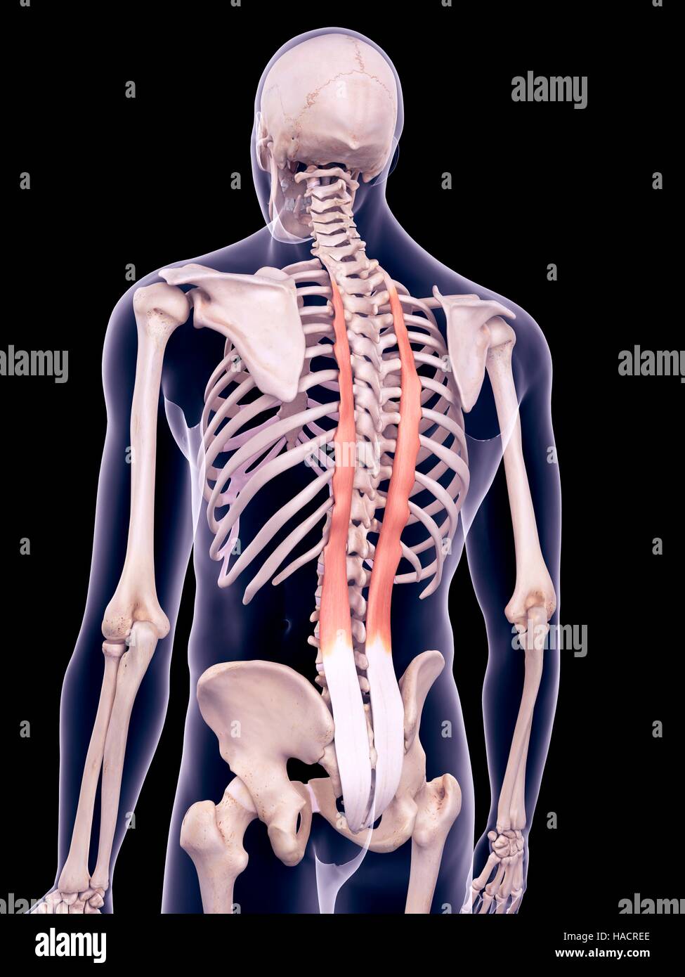 Illustration of the longissimus thoracic muscles Stock Photo - Alamy