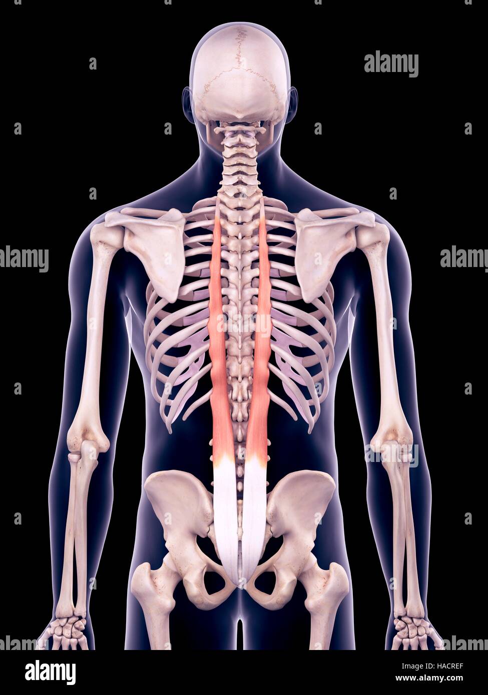 Illustration of the longissimus thoracic muscles Stock Photo - Alamy