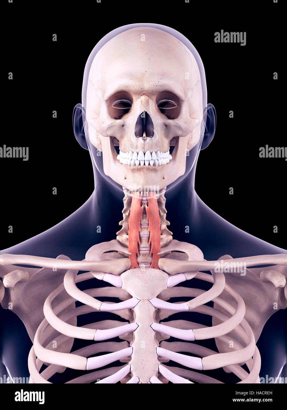 Longus Colli High Resolution Stock Photography and Images - Alamy