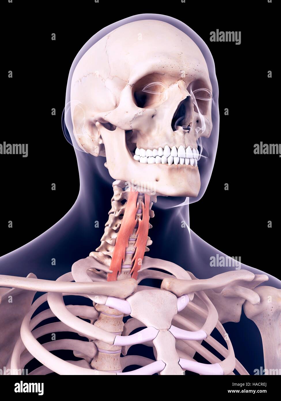Longus colli hi-res stock photography and images - Alamy