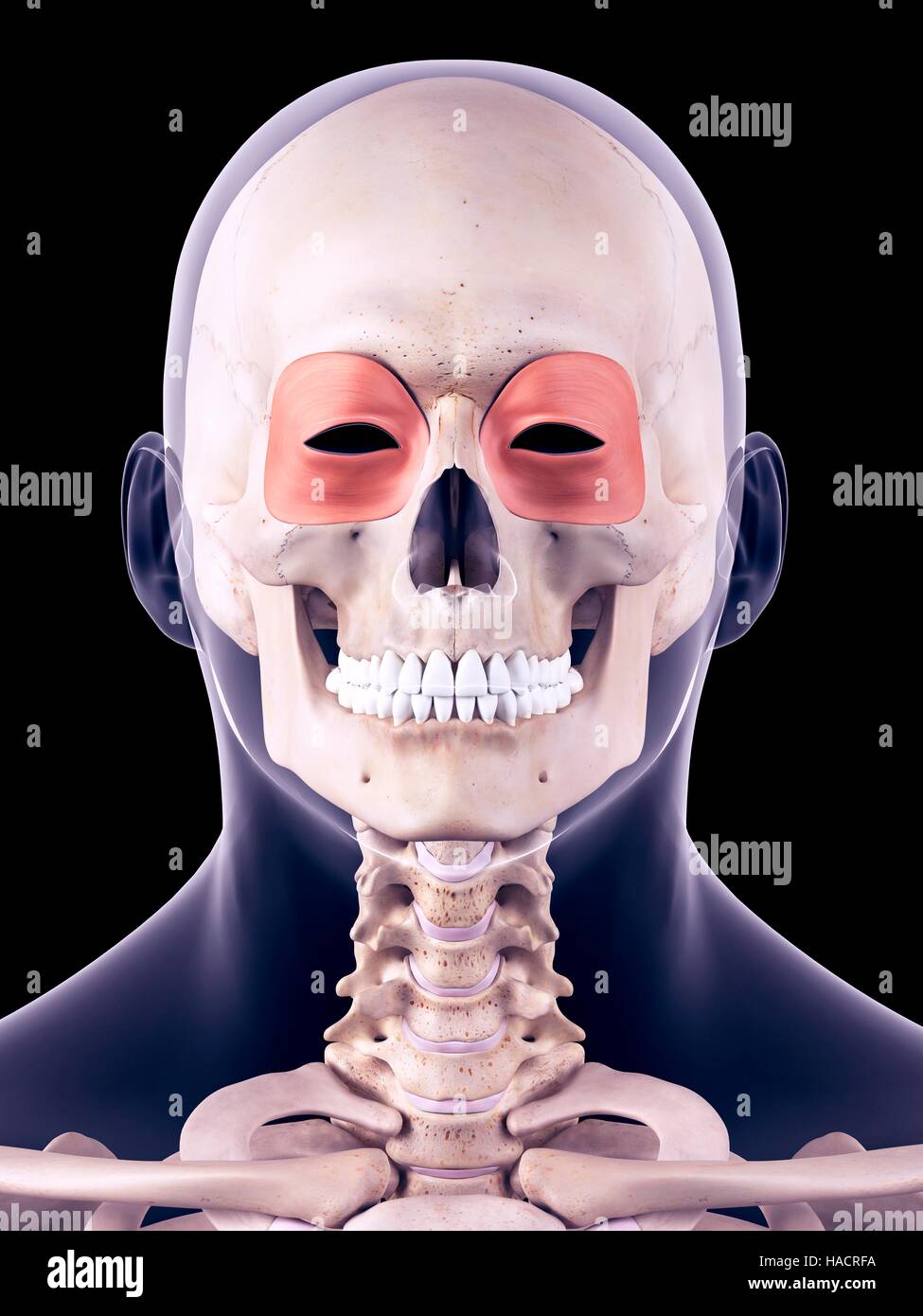Orbicularis oculi muscle hi-res stock photography and images - Alamy