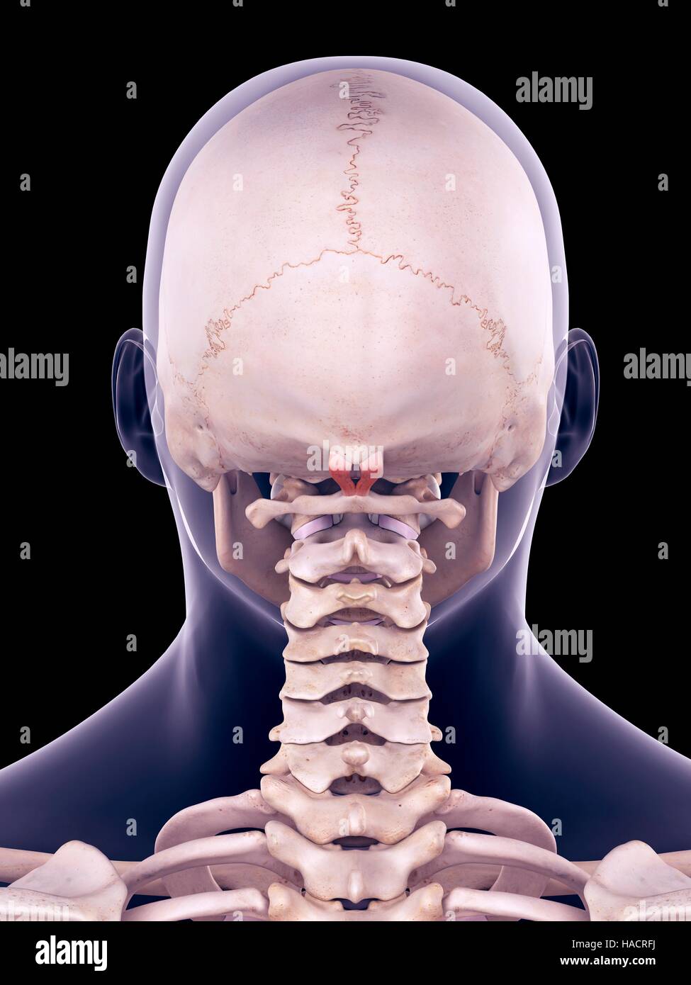 Illustration of the rectus capitis posterior minor muscles Stock Photo ...