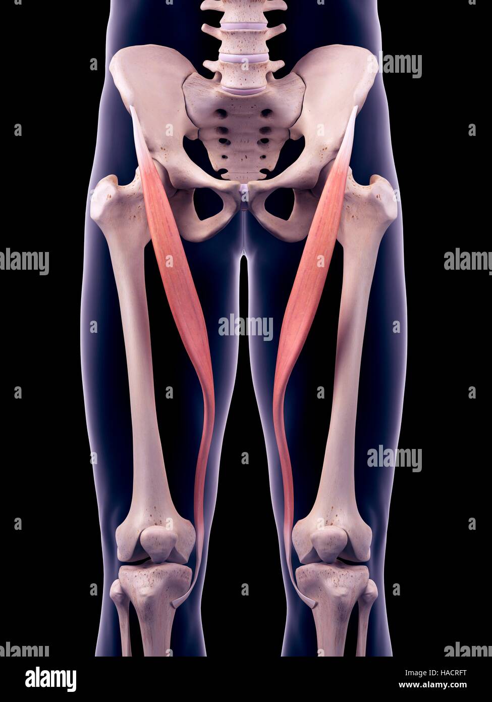 Illustration of the satorius muscles Stock Photo - Alamy