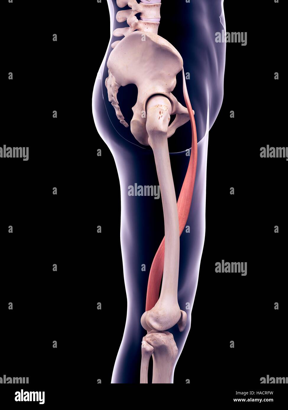 Satorius hi-res stock photography and images - Alamy