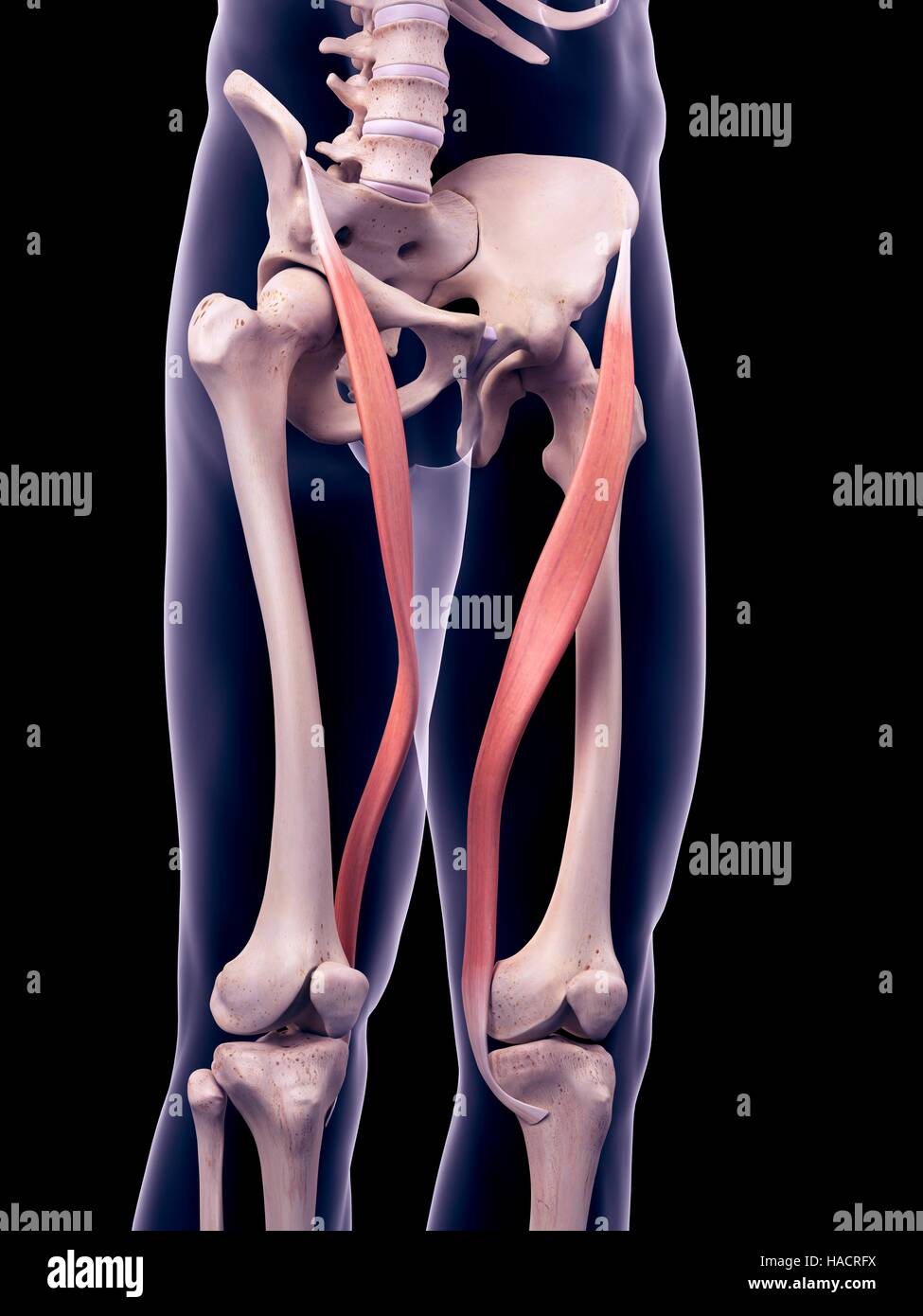 Satorius hi-res stock photography and images - Alamy