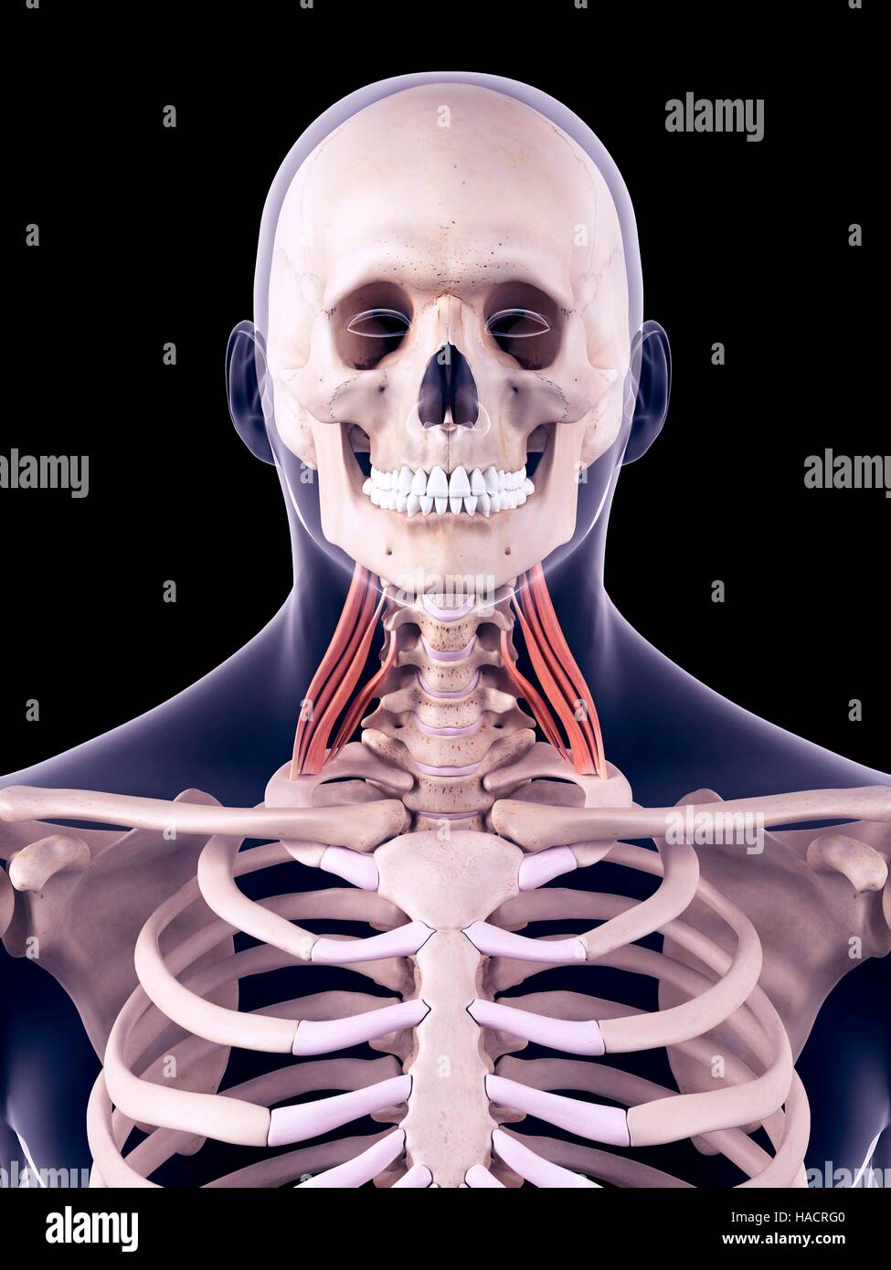 Illustration of the middle scalene muscles Stock Photo - Alamy