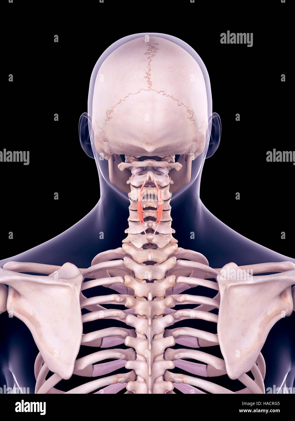 Cervicis High Resolution Stock Photography and Images - Alamy