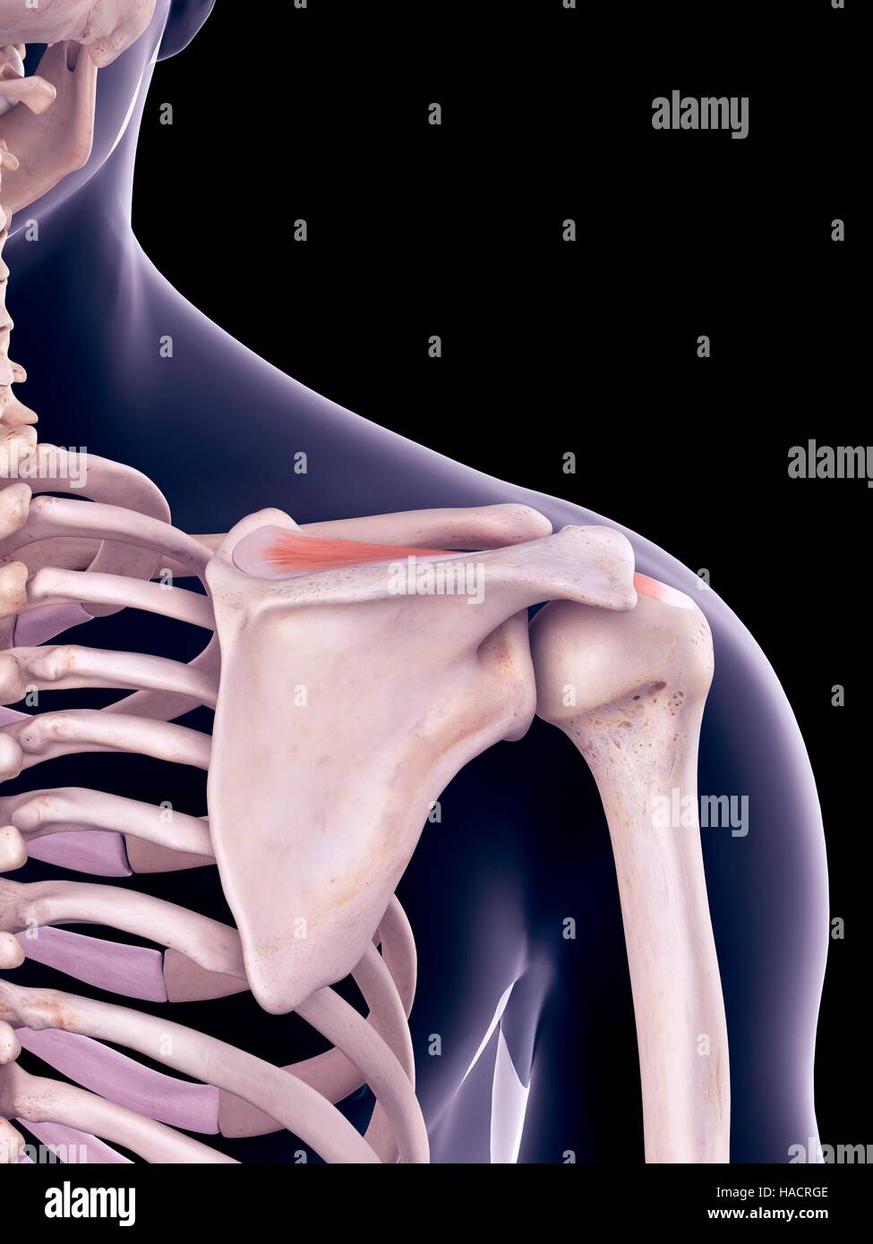 Illustration of the supraspinatus muscle Stock Photo - Alamy